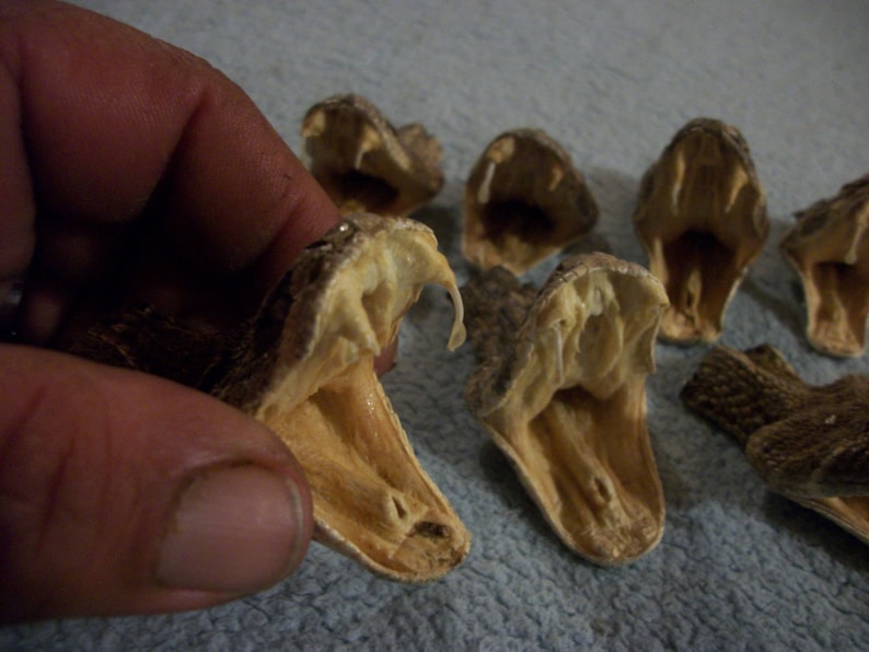 1 real animal taxidermy Western Diamond back rattle snake head | Etsy