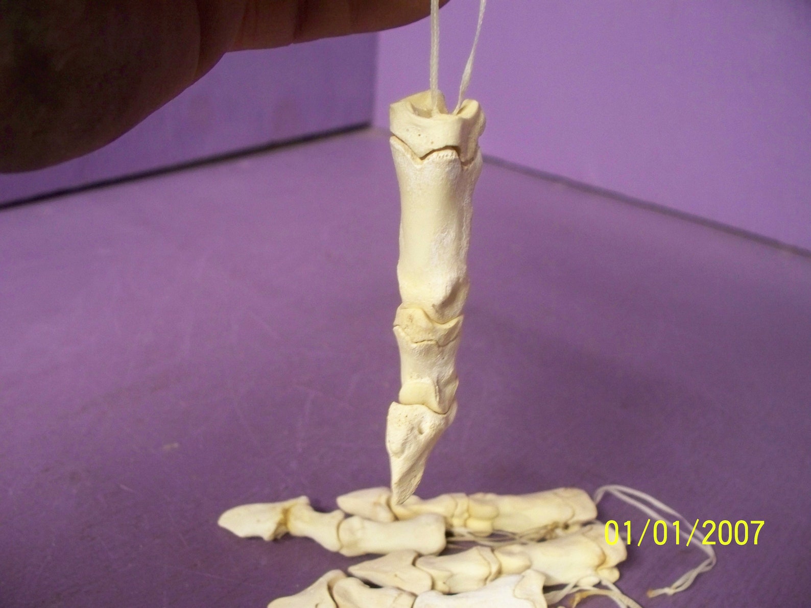 1 goat real animal foot toe leg taxidermy skeleton weird man | Etsy