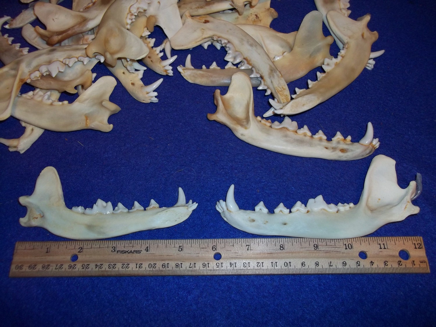 2 Real Coyote Jaw Taxidermy Animal Bone Skull Teeth Part Piece | Etsy