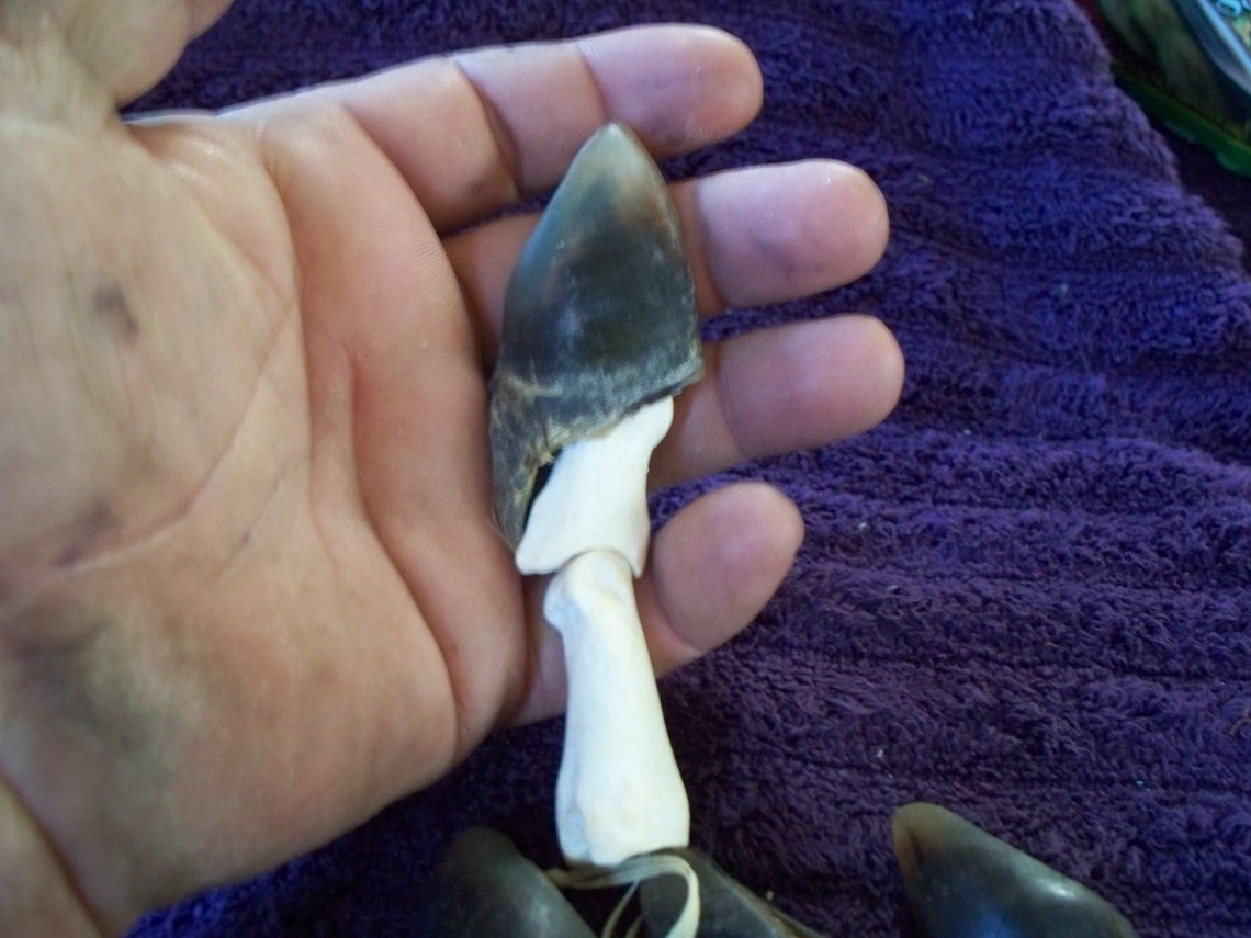 1 White Tail Deer Leg Real Animal Foot Toe Taxidermy Skeleton - Etsy