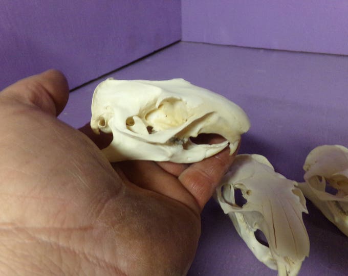1 Real Bone Animal Groundhog Woodchuck Whistlepig Taxidermy Head Part ...