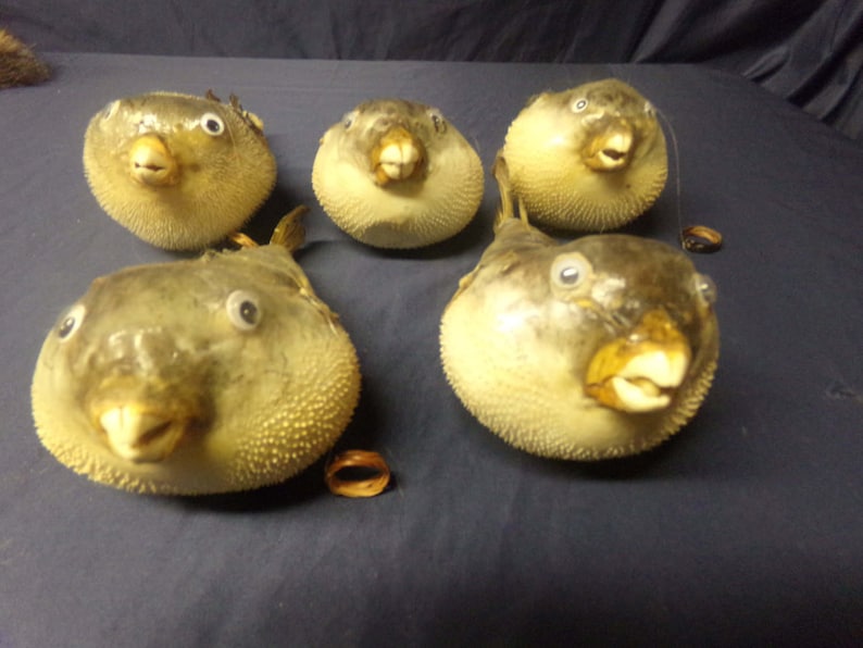 1 Real puffer fish animal taxidermy mount aquatics life part | Etsy