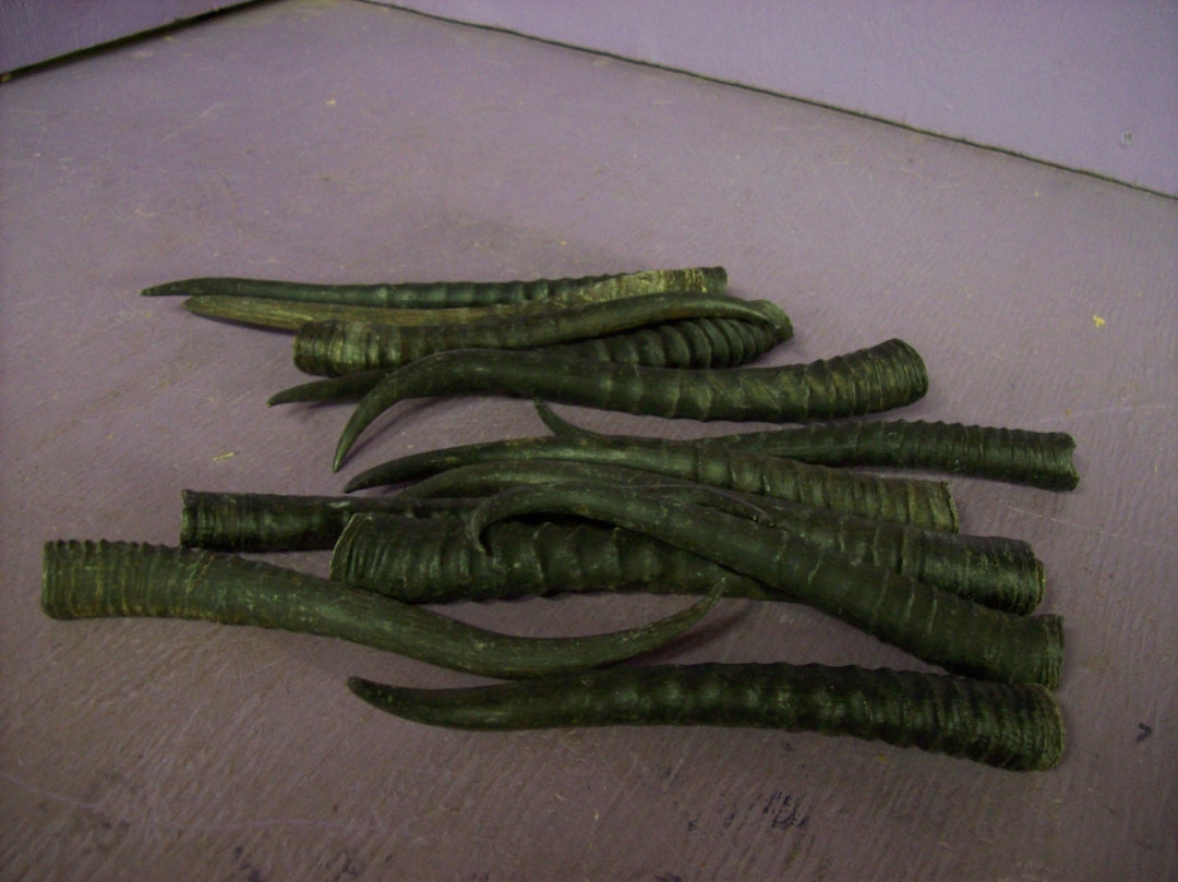 2 Real Animal Bone Parts African Springbok Horn Antler Taxidermy Weird ...