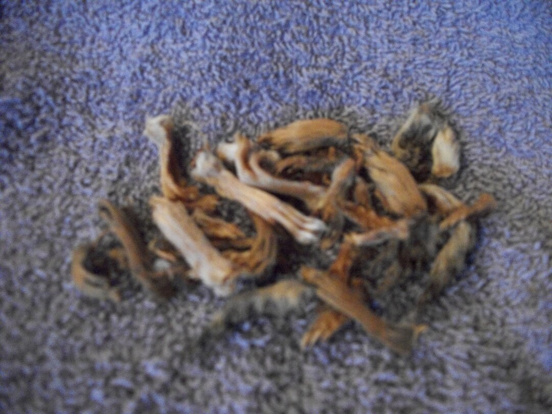 4 Real Animal Rat Bone Feet Claw Animal Taxidermy Crafts Art Part Piece ...