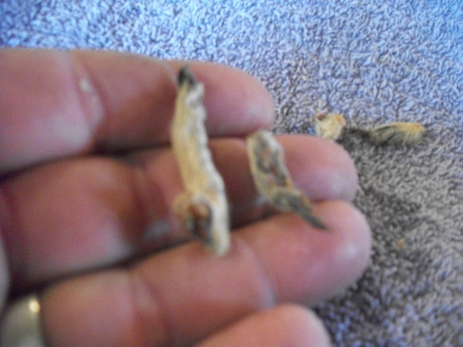 4 Real Animal Ground Squirrel Feet Claw Animal Taxidermy Bone - Etsy