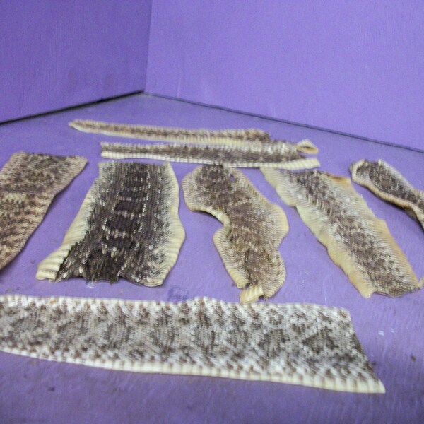 Tanned Snake Skin - Etsy