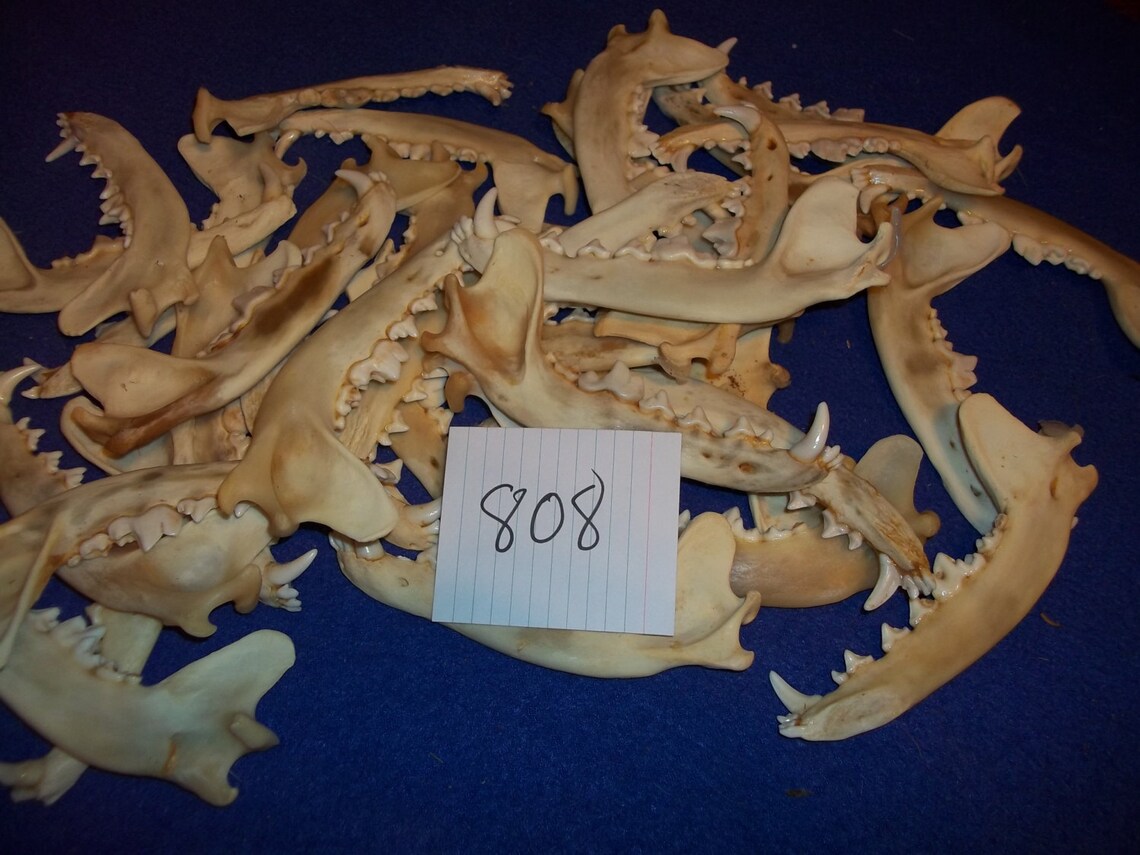 Lot of Ten 10 Real Coyote Jaw Taxidermy Animal Bone Skull Teeth Part ...