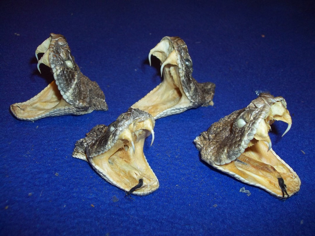 Real Animal Taxidermy Western Diamond Back Rattle Snake Head Reptile ...