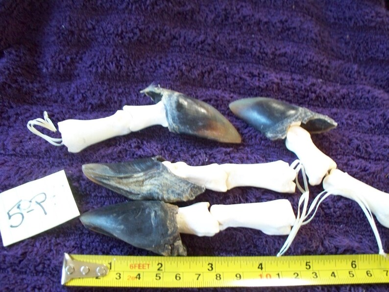 1 White Tail Deer Leg Real Animal Foot Toe Taxidermy Skeleton - Etsy
