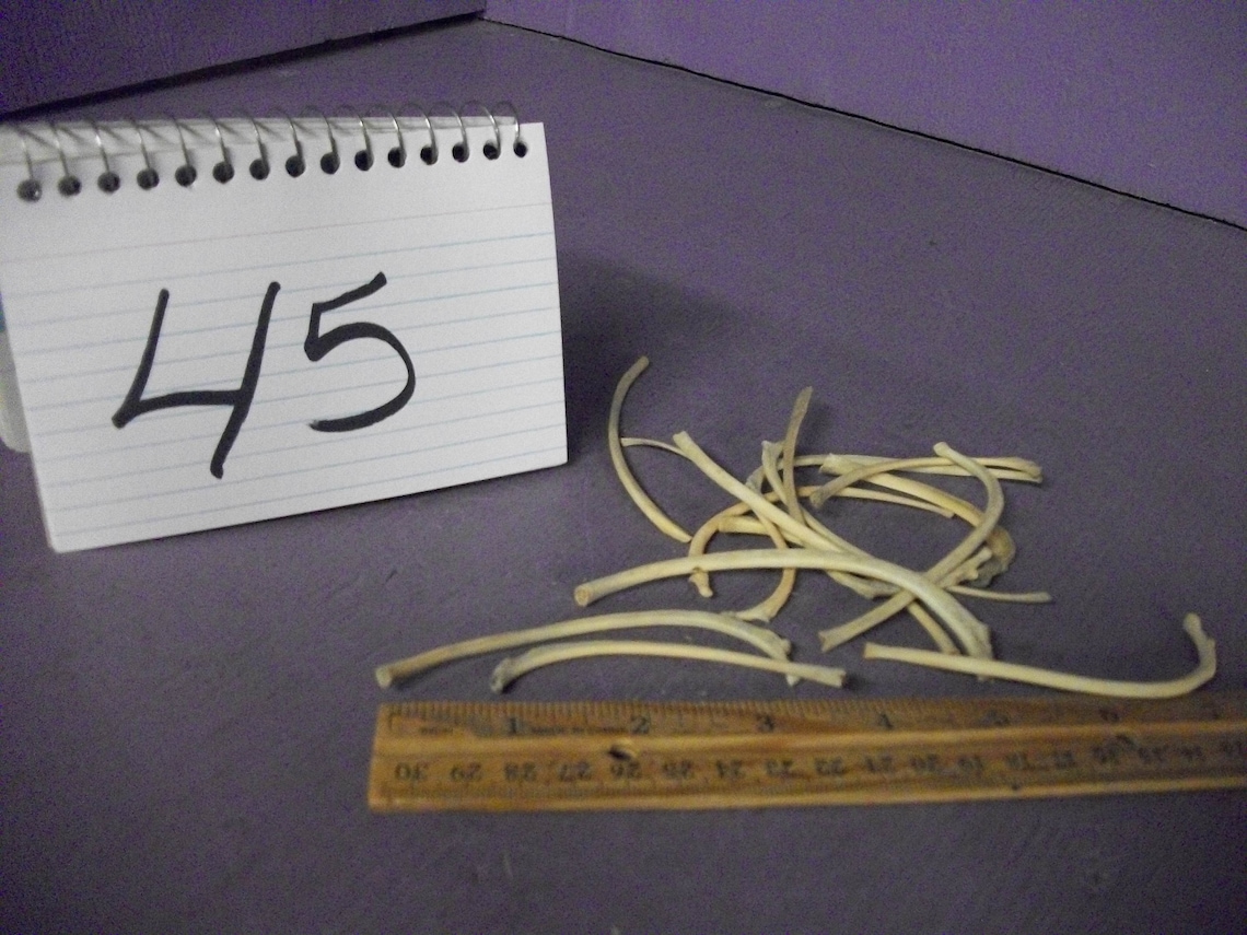 20 Real Animal Fox Rib Bones Weird Taxidermy Skeleton Part - Etsy