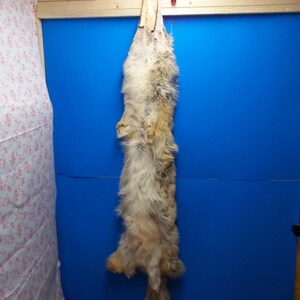 Real Animal Tanned Red Coyote Skin Pelt Hide Fur Rug Taxidermy - Etsy