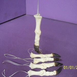 1 Emu Small Toe With Nail Sheath Real Animal Feet Foot - Etsy