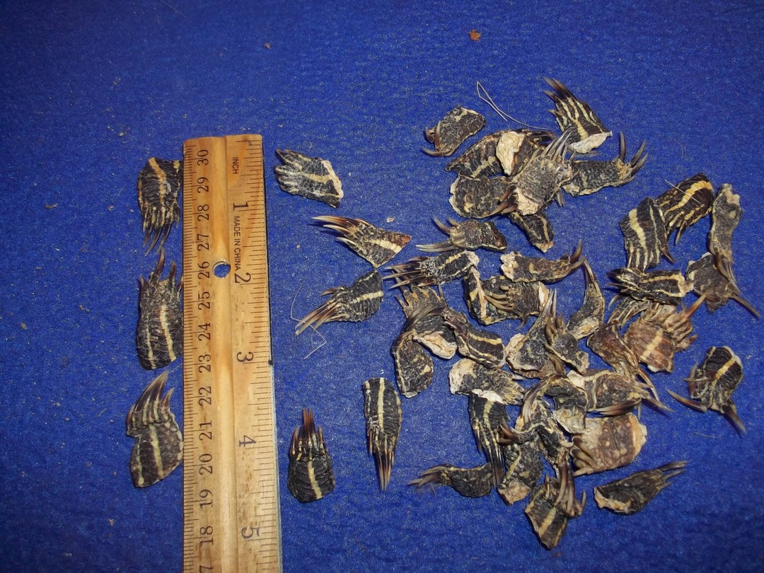 10 Real Slider Turtle Feet Bone Claw Animal Taxidermy Crafts Art Part ...
