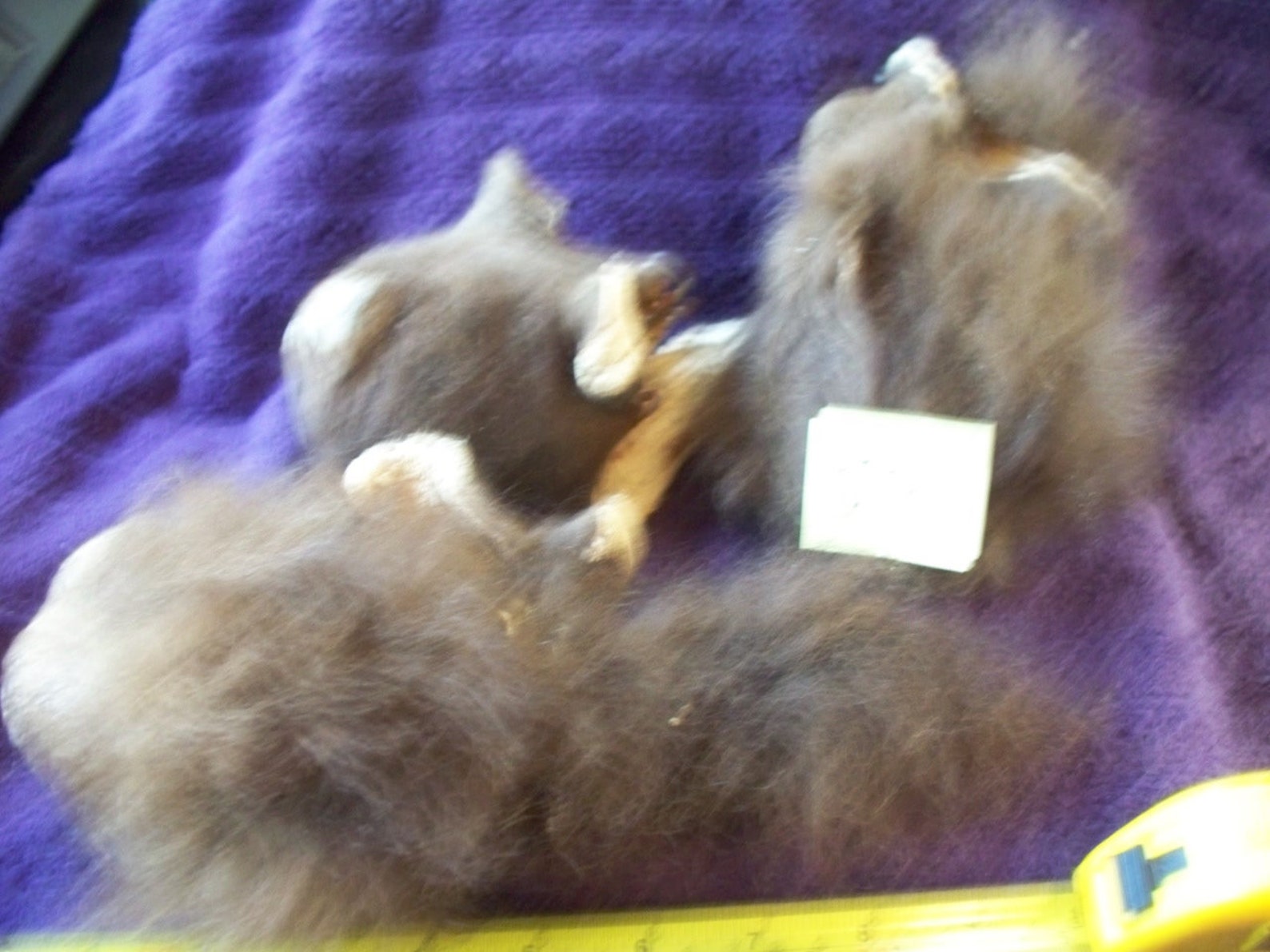 1 Real Buffalo Scrotum Nut Sack Hide Animal Skin Genuine | Etsy