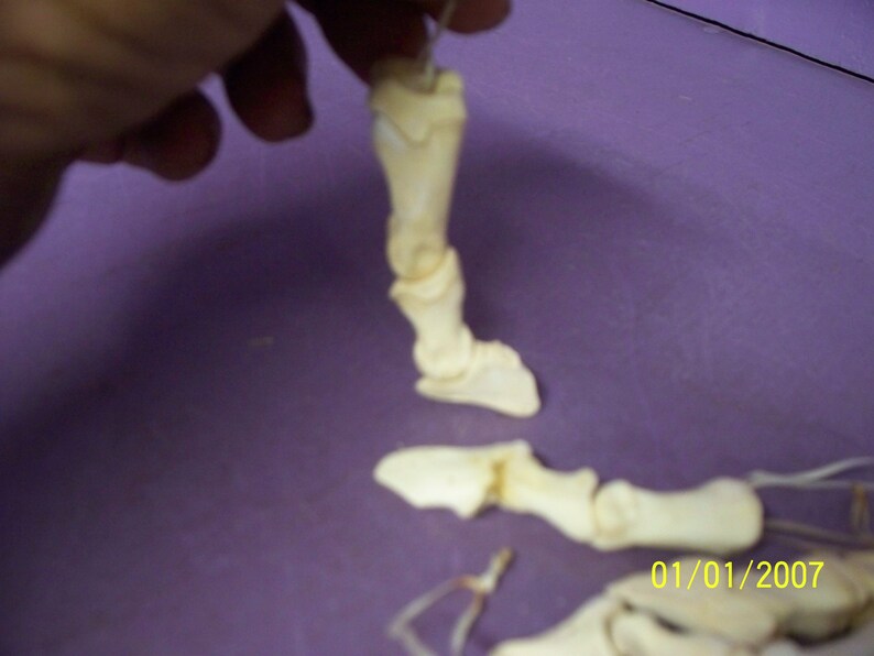 1 goat real animal foot toe leg taxidermy skeleton weird man | Etsy