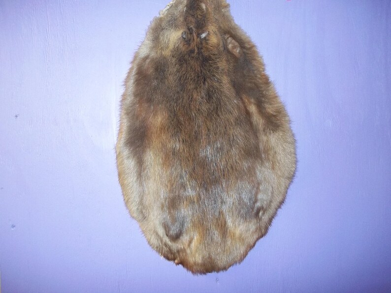1 real animal tanned beaver skin pelt hide fur pule rug | Etsy