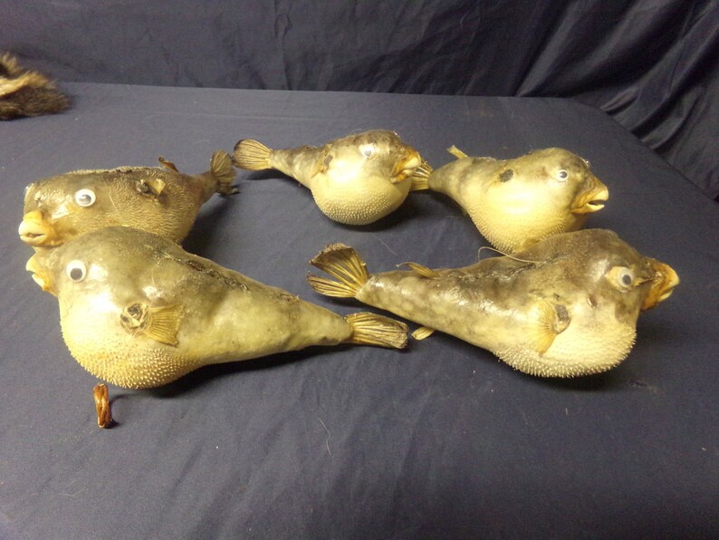 1 Real puffer fish animal taxidermy mount aquatics life part | Etsy