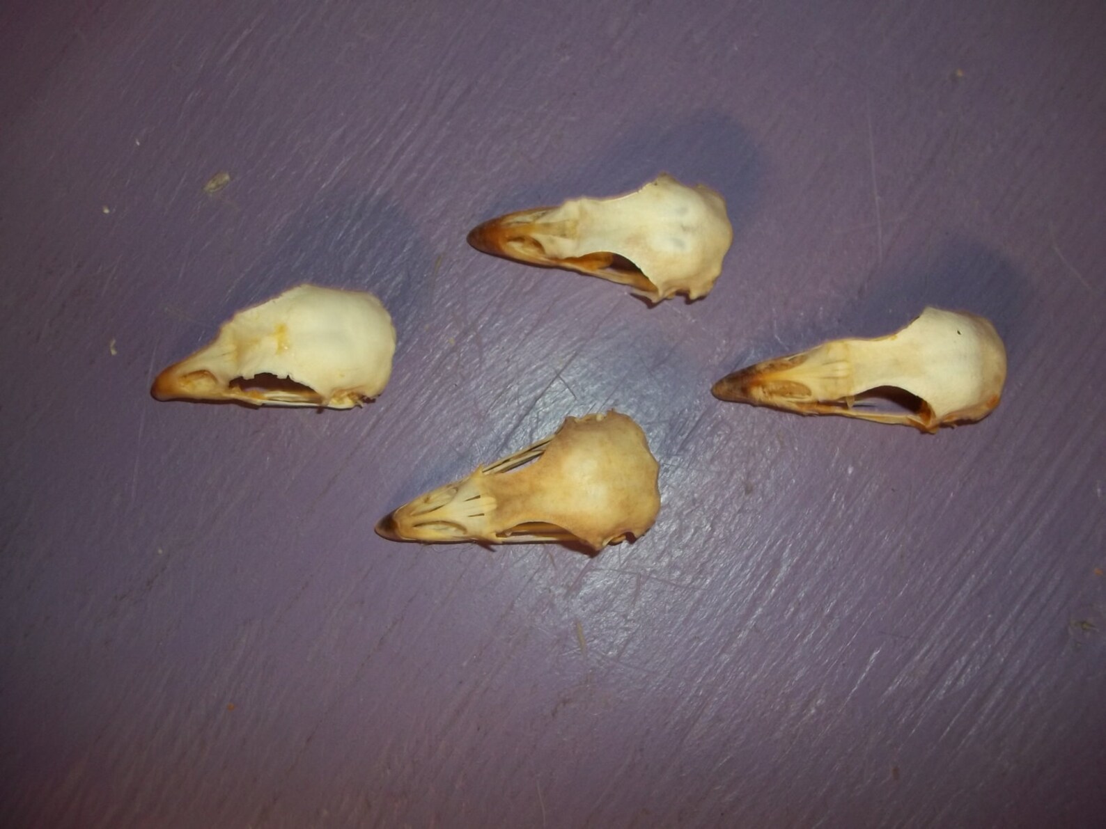 1 Real Pheasant Skull Bird Animal Feather Fowl Bone Head Quial - Etsy