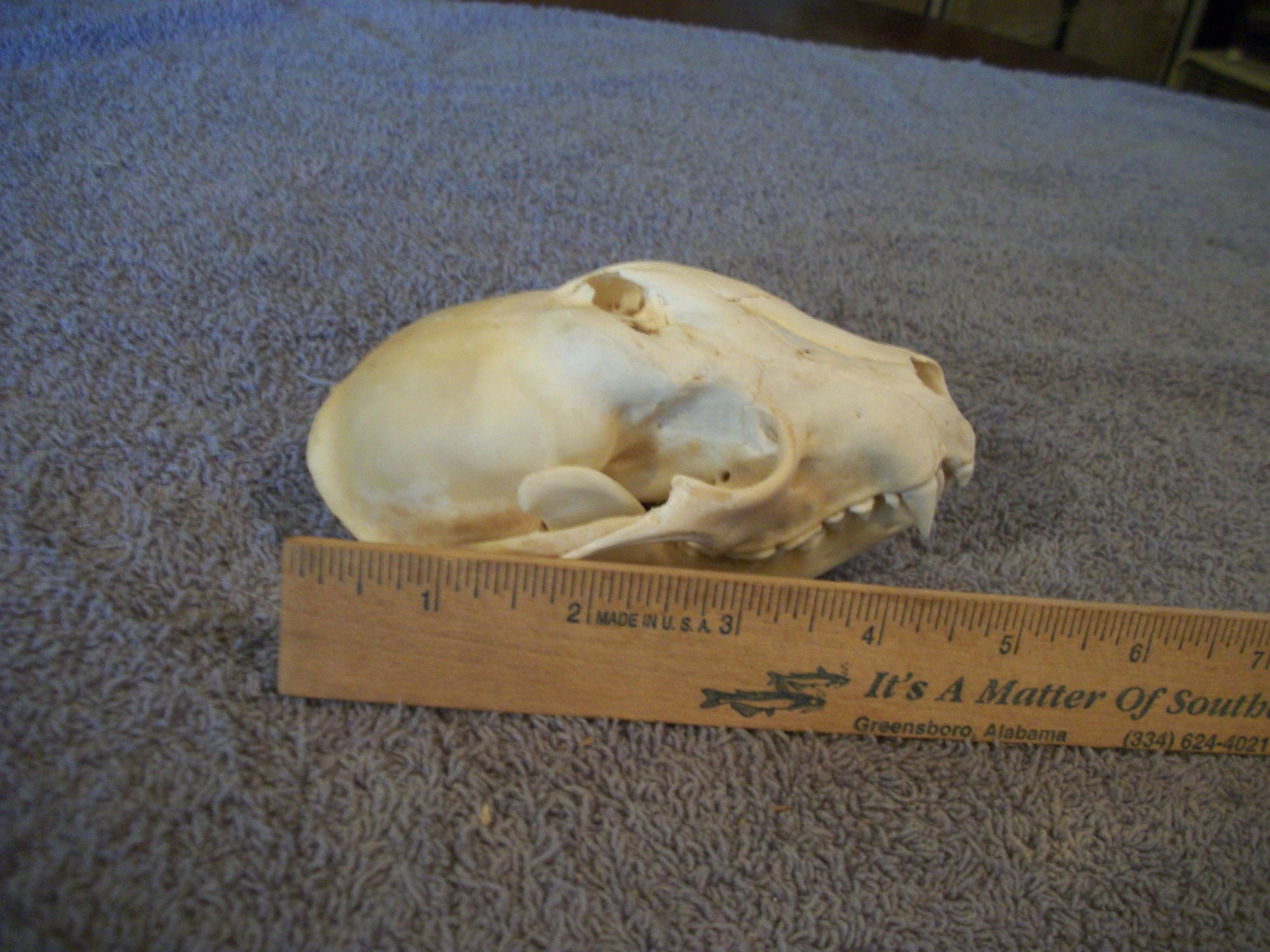 Real animal raccoon skull deformed taxidermy tanned bone teeth | Etsy