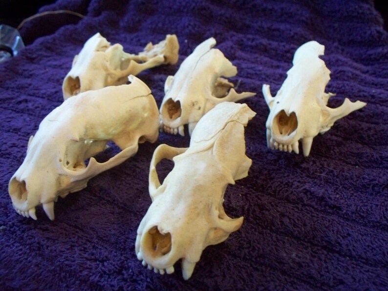 2 Real Skull badger taxidermy animal bone nose teeth taxidermy | Etsy