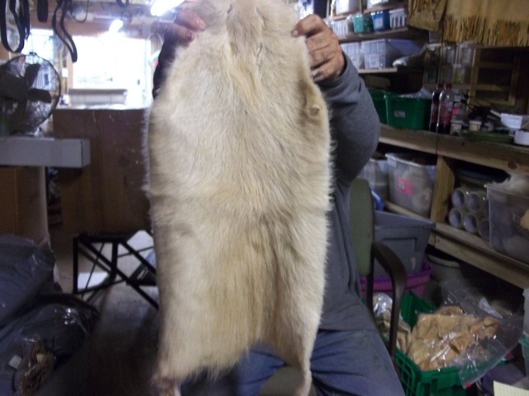 Real Animal Cinnamon Nutria Rat Tanned Skin Pelt Hide Fur Rug Taxidermy ...