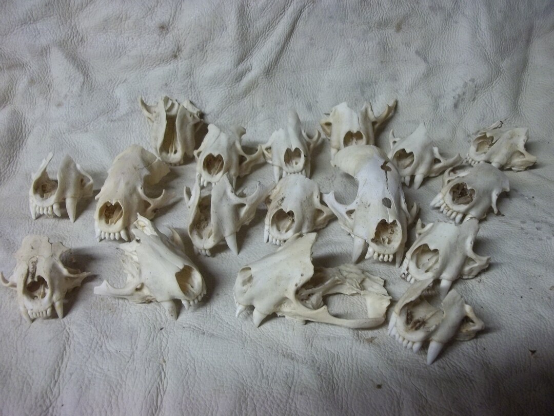 2 Real Skull Badger Taxidermy Animal Bone Nose Teeth Taxidermy Head ...