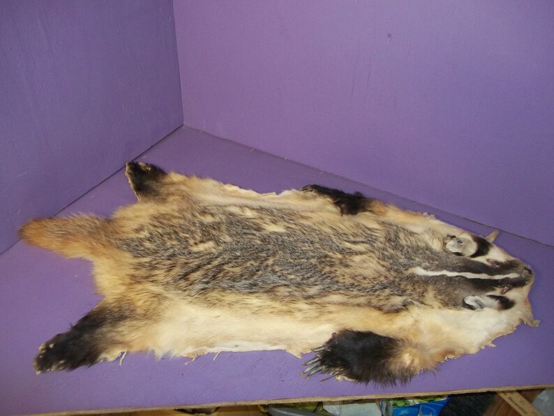 Real Animal Tanned Badger Skin Pelt Hide Fur Pule Rug | Etsy