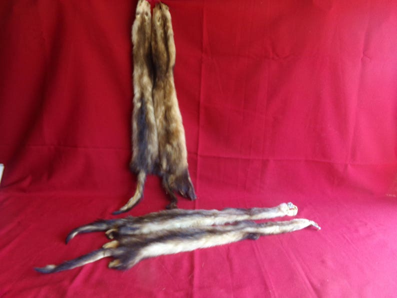 Real Animal Tanned Fitch Skin Pelt Hide Fur Rug Taxidermy - Etsy