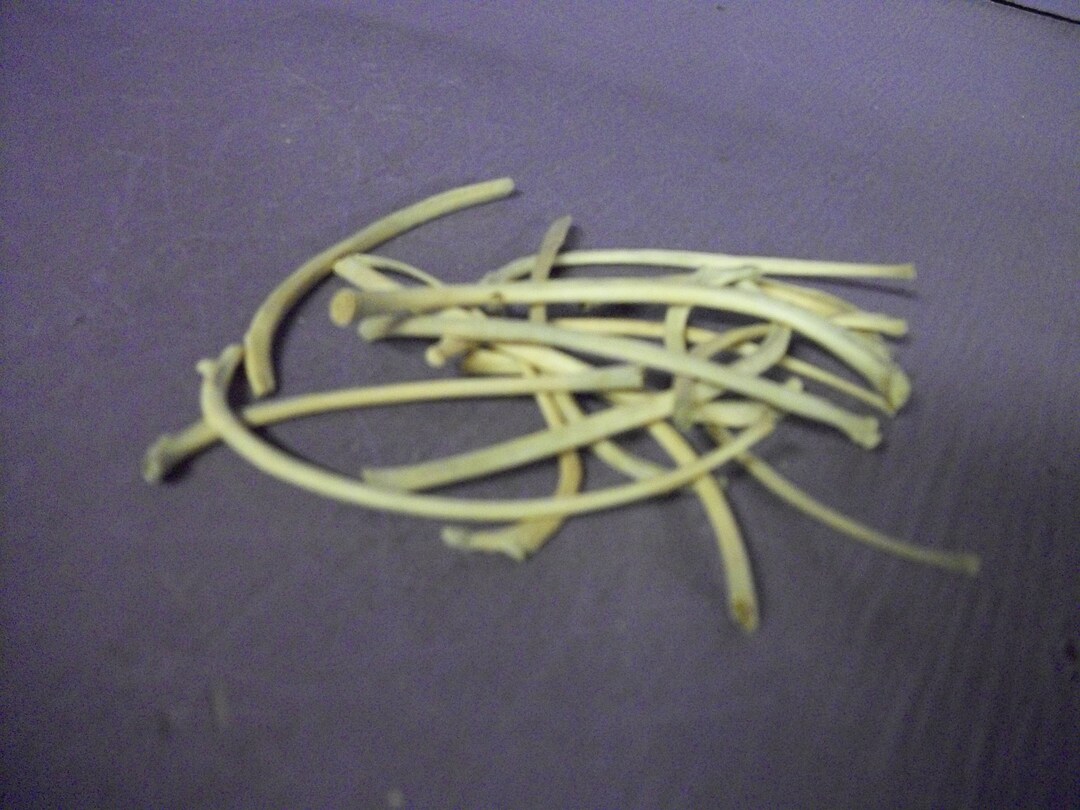 20 Real Animal Fox Rib Bones Weird Taxidermy Skeleton Part - Etsy