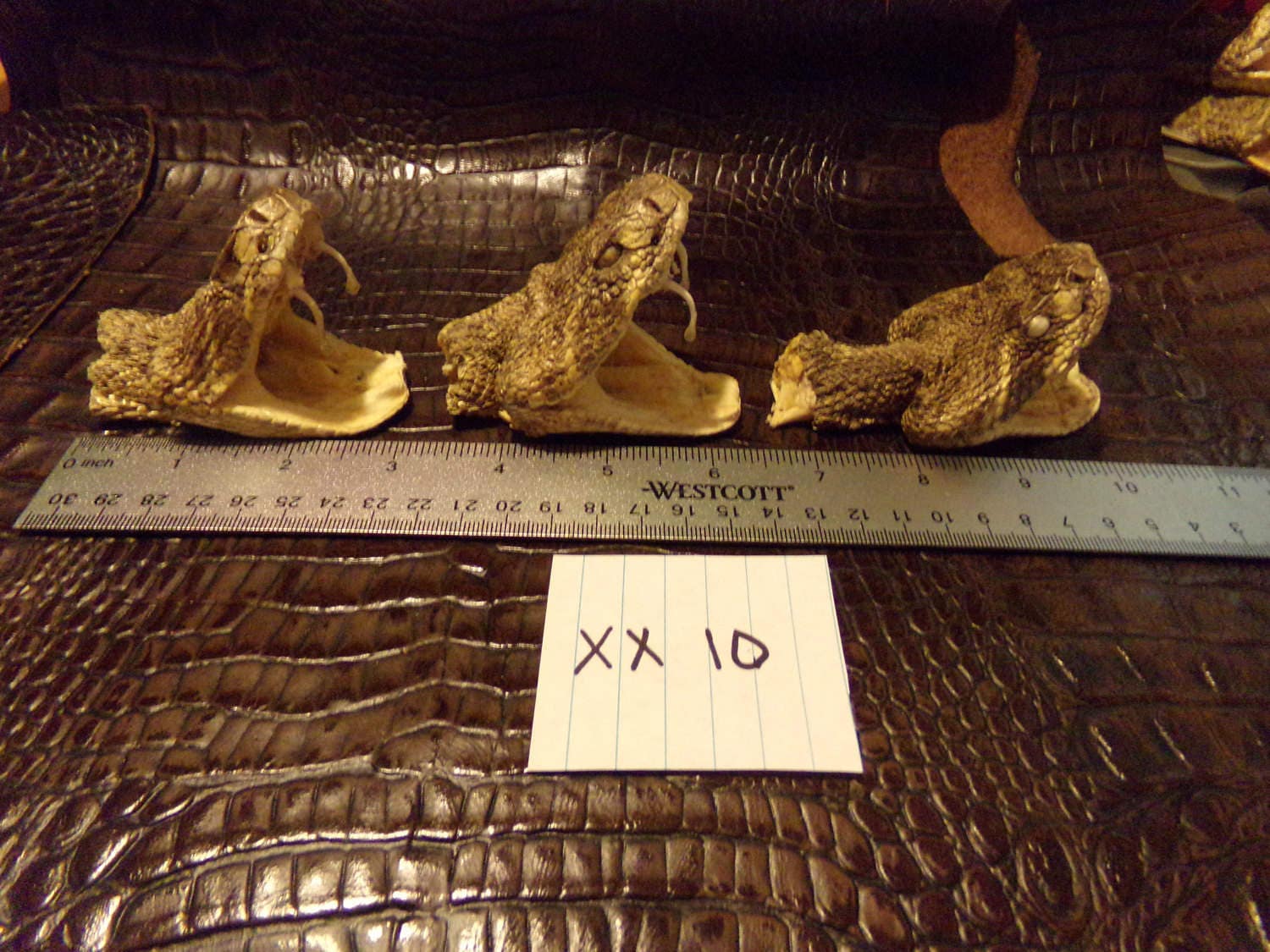 1 Real Animal Taxidermy Western Diamond Back Rattle Snake Head Mount ...