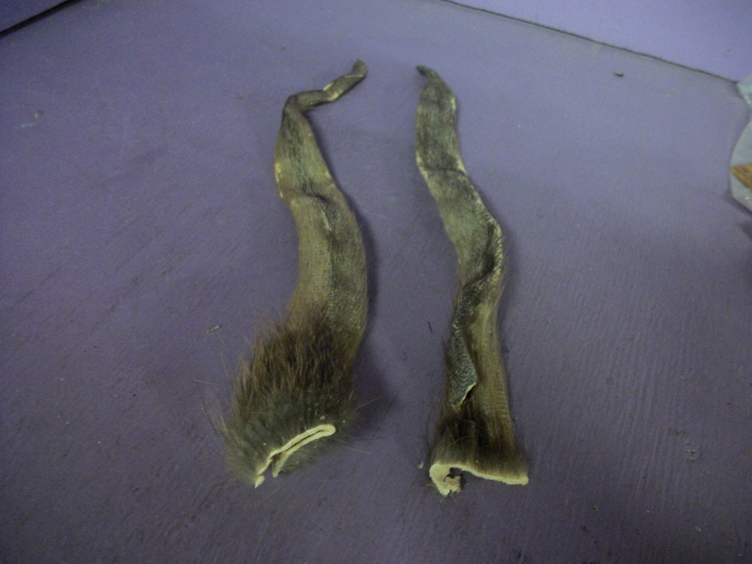 2 Real Nutria Tails Animal Part Leather Hide Tanned Taxidermy Hide Skin ...
