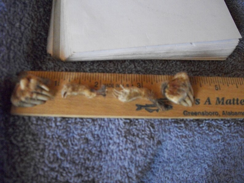 4 Real Animal Mole Feet Claw Animal Taxidermy Bone Leg Crafts Art Part ...