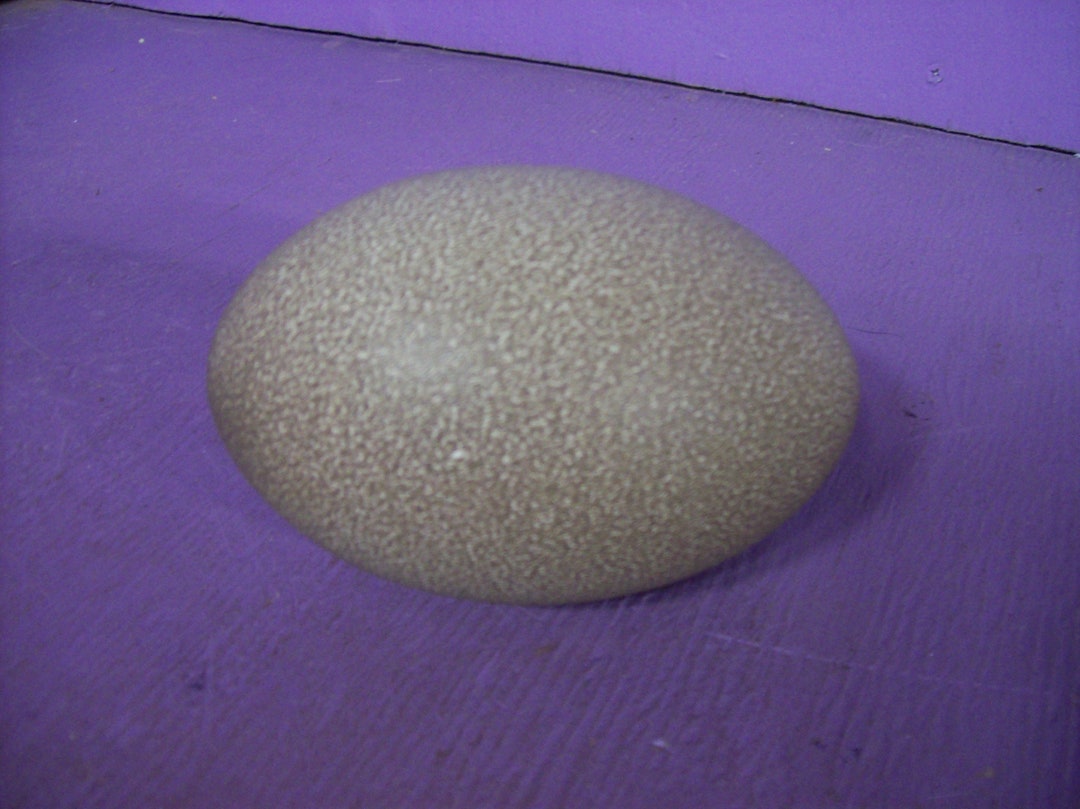 1 Real Animal Emu Bird Taxidermy Egg Weird Craft Supply Part Ostrich ...