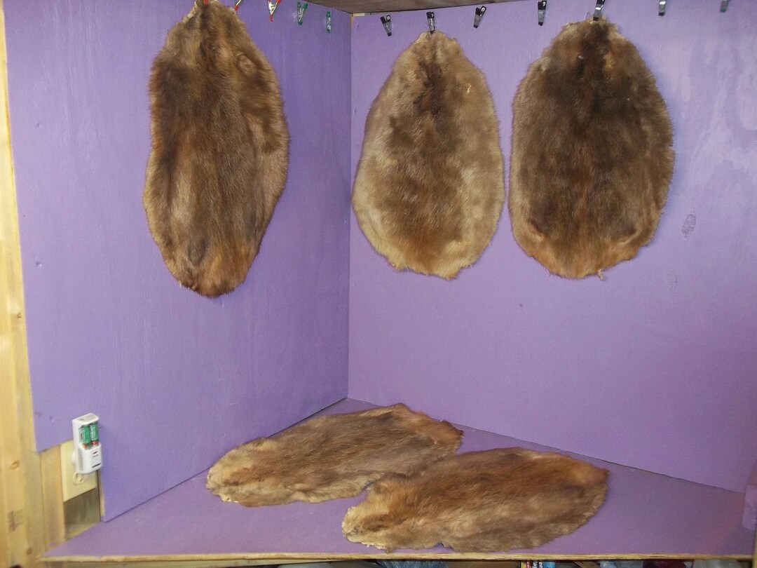 1 Real Animal Tanned Beaver Skin Pelt Hide Fur Pule Rug Taxidermy ...