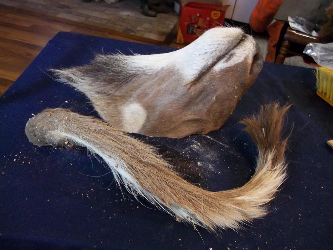 Real Animal Buck African Eland Tail Nose Head Taxidermy Part - Etsy