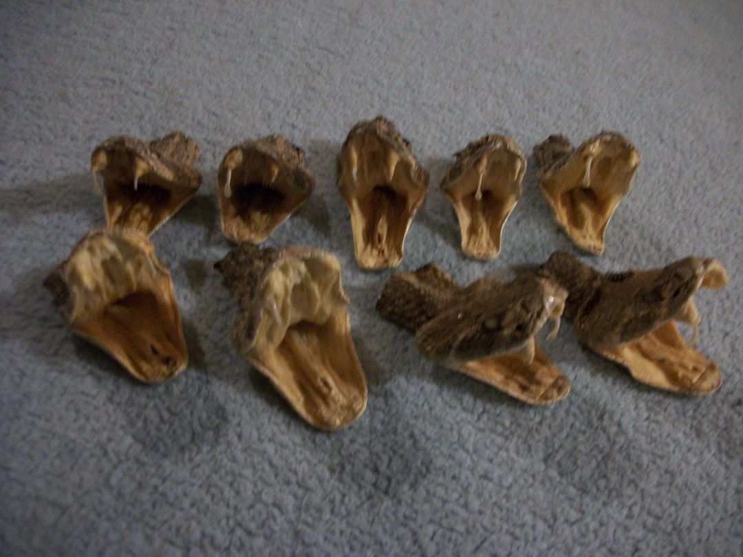 1 Real Animal Taxidermy Western Diamond Back Rattle Snake Head Mount ...