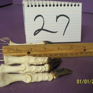 1 Emu Small Toe With Nail Sheath Real Animal Feet Foot - Etsy