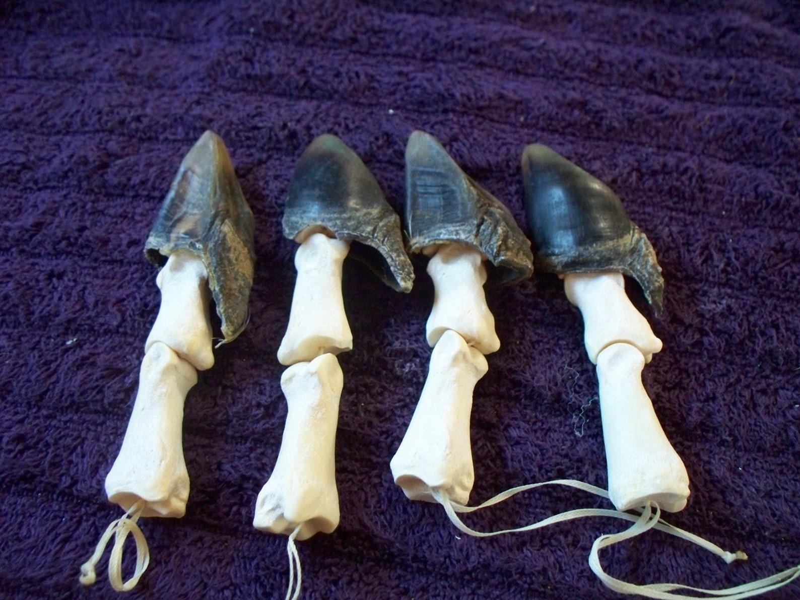 1 White Tail Deer Leg Real Animal Foot Toe Taxidermy Skeleton - Etsy