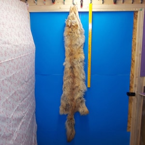 Real Animal Tanned Red Coyote Skin Pelt Hide Fur Rug Taxidermy - Etsy