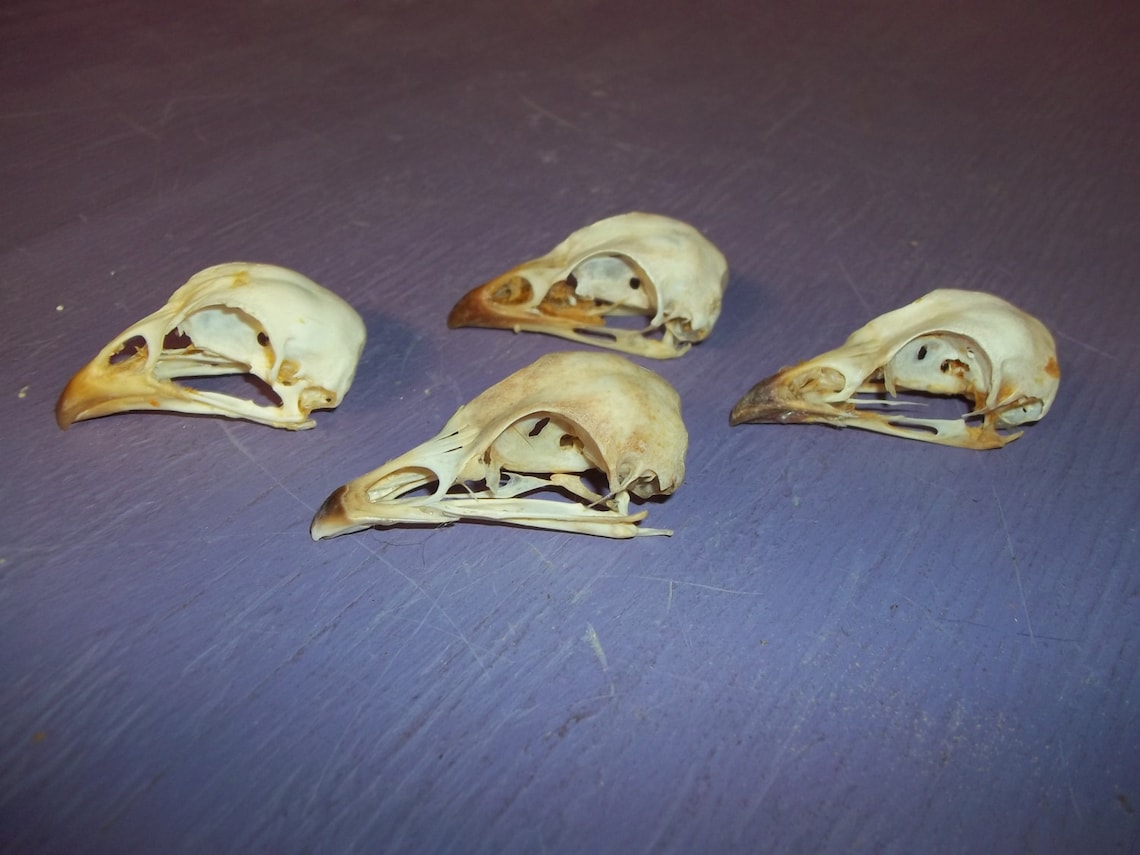 1 Real Pheasant Skull Bird Animal Feather Fowl Bone Head Quial Chicken ...