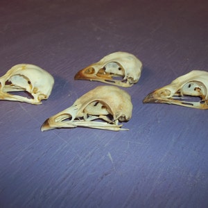 1 Real Pheasant Skull Bird Animal Feather Fowl Bone Head Quial - Etsy