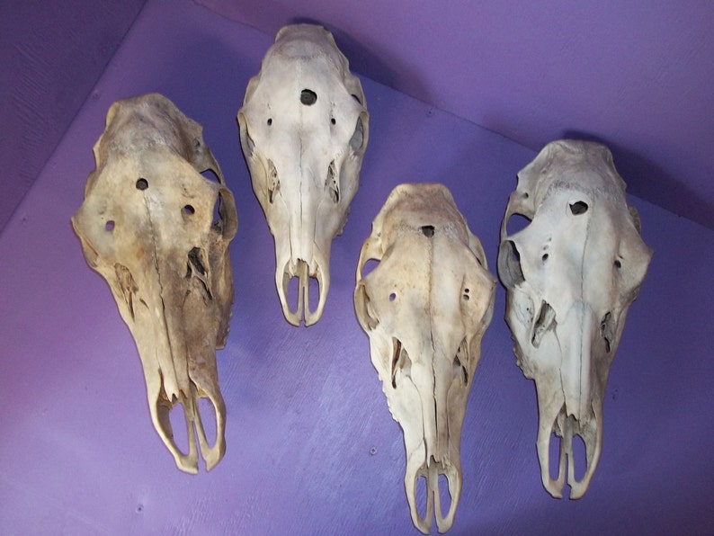 Real doe female red deer skull head skeleton bone animal part | Etsy