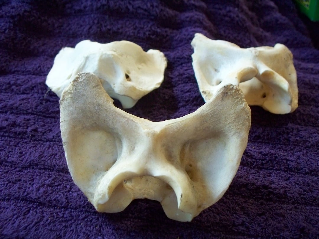 2 Real Animal Bison Buffalo Neck Butterfly Bone Vertebrae Craft ...