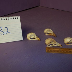 1 Real Pheasant Skull Bird Animal Feather Fowl Bone Head Quial - Etsy