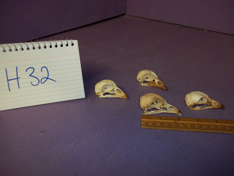 1 Real Pheasant Skull Bird Animal Feather Fowl Bone Head Quial - Etsy