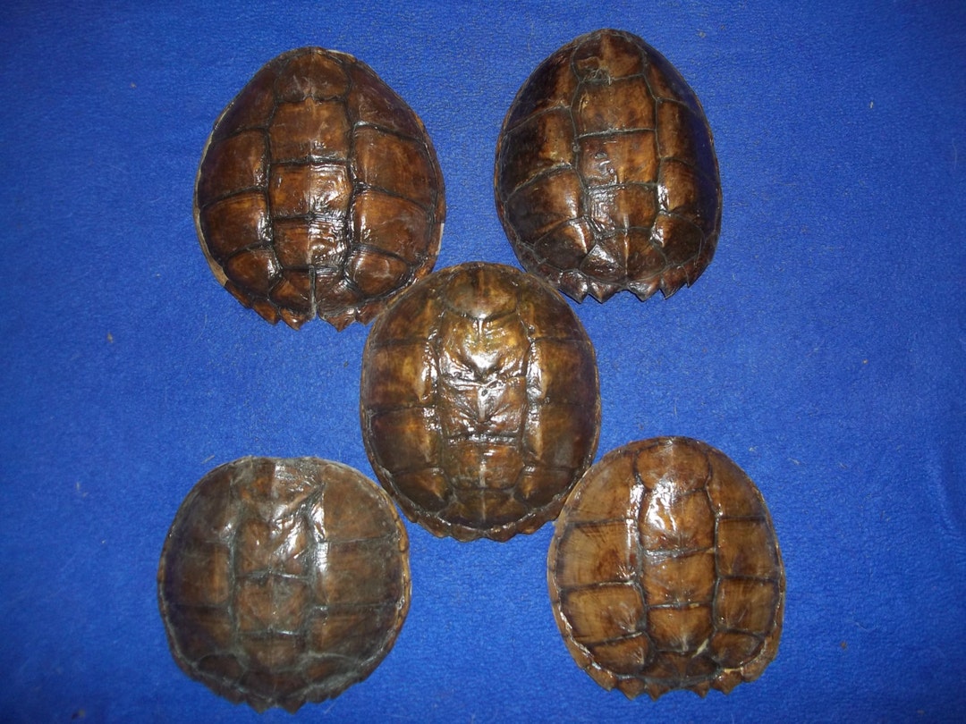1 Real Animal Bone Serpentine Snapping Turtle Shell Taxidermy Scale ...