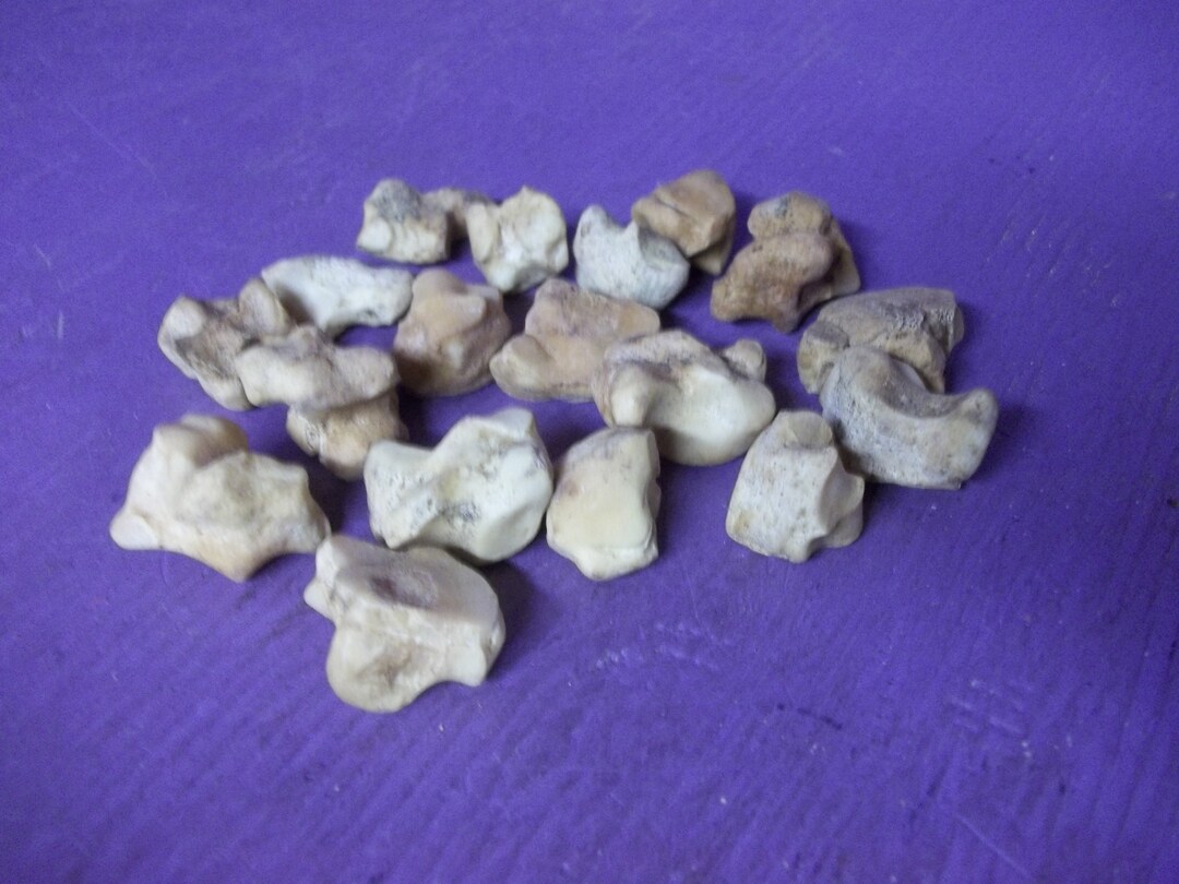 1 Bag 18 Real Deer Knuckle Bone Foot Hoof Animal Part Taxidermy Weird ...