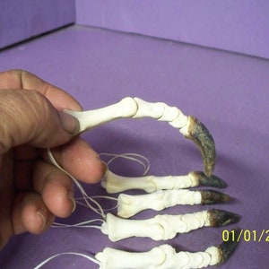 1 Emu Small Toe With Nail Sheath Real Animal Feet Foot - Etsy