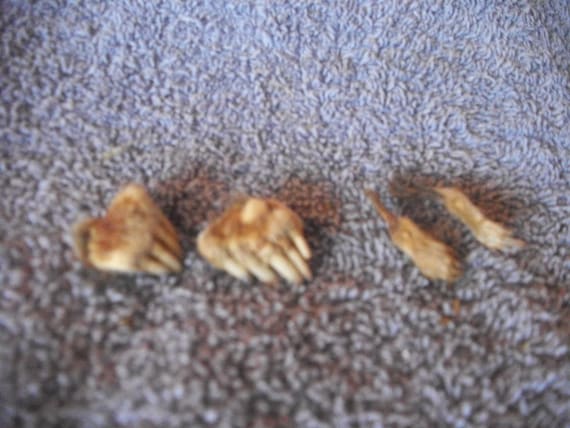4 real animal mole feet claw animal taxidermy bone leg crafts | Etsy