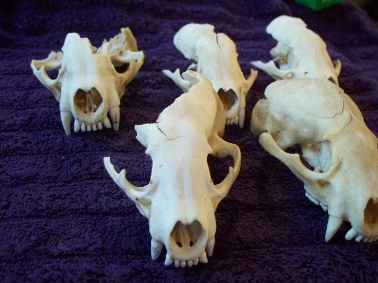 2 Real Skull badger taxidermy animal bone nose teeth taxidermy | Etsy